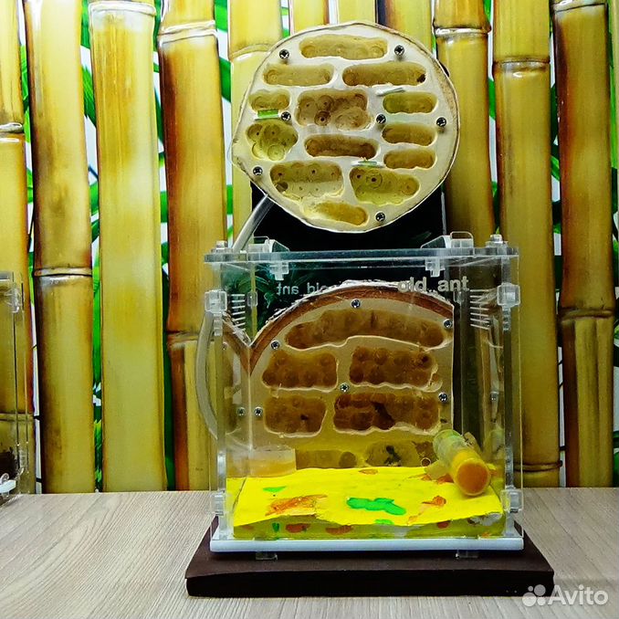 Муравьи Crematogaster scutellaris из Испании