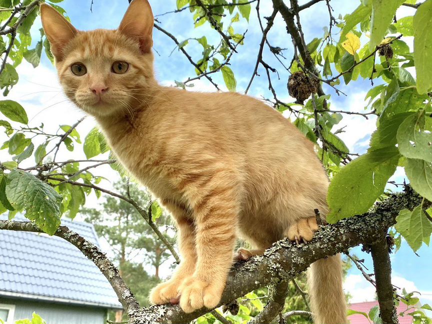 Котенок мальчик 4 месяца