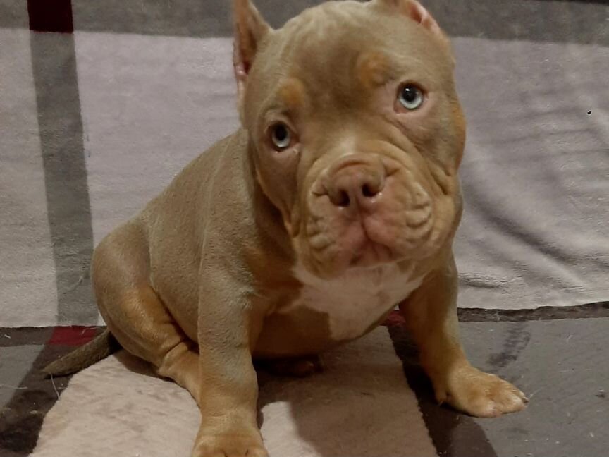 Американский булли покет щенки