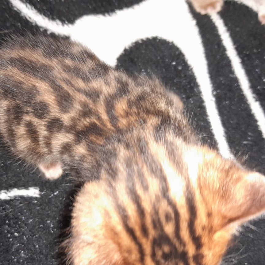 Бенгальские котята