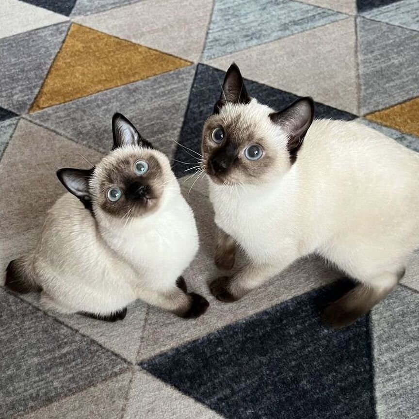 Котята Той Боб