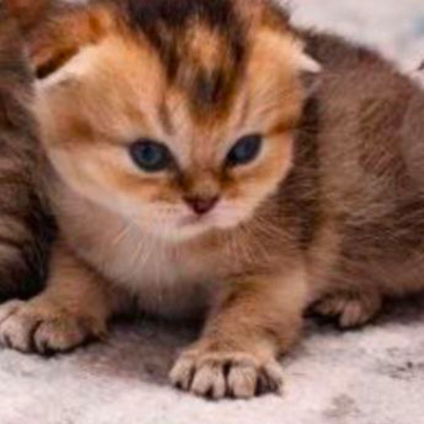 Британские котята золотая шиншилла
