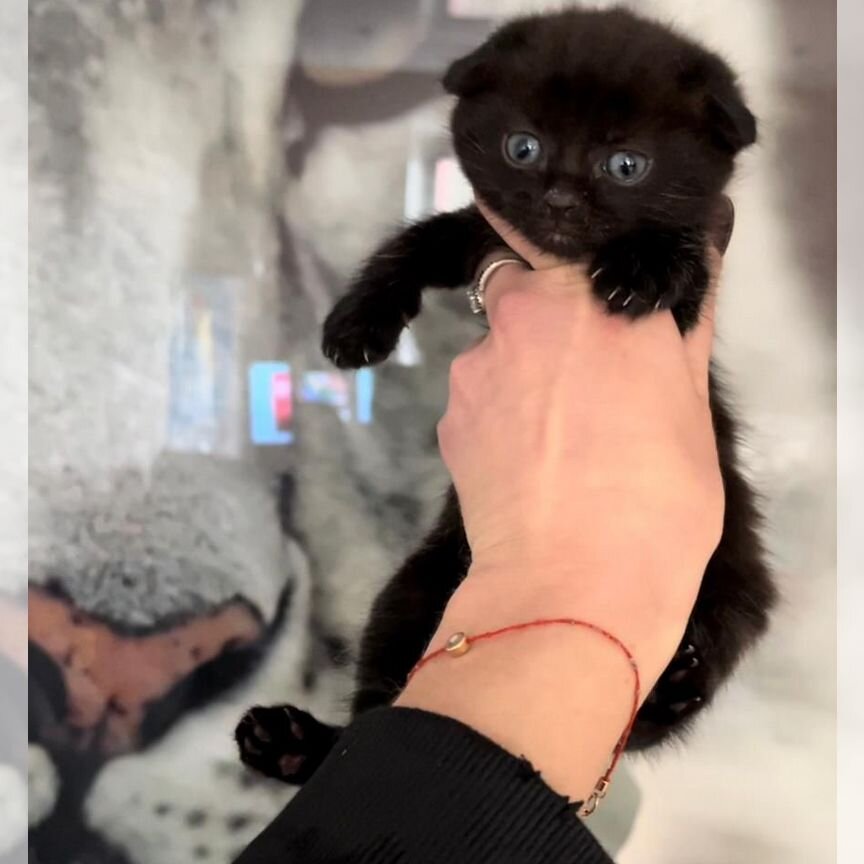 Шотландский вислоухий короткошёрстный котёнок