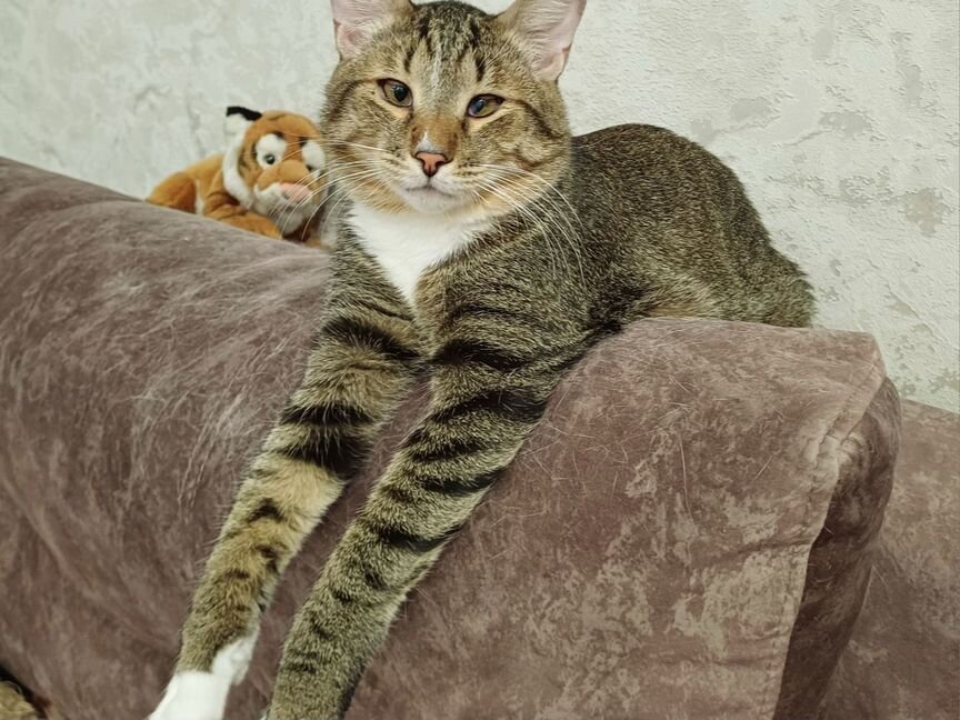 Кот Савелий