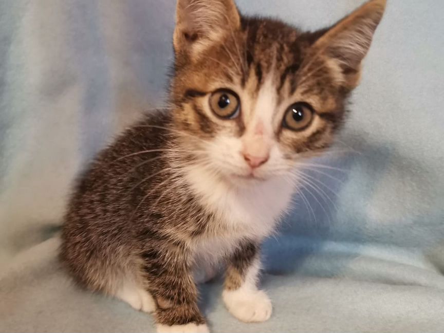 Котята малышки