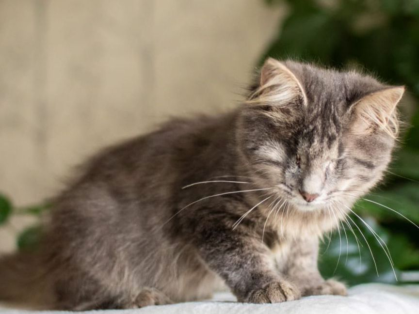 Котенок в добрые руки бесплатно