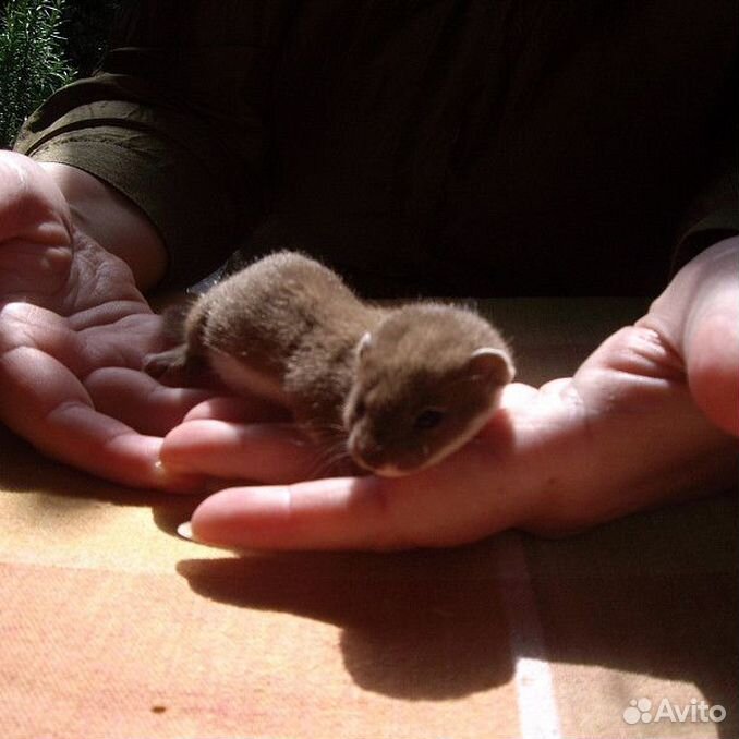 Ласка животное