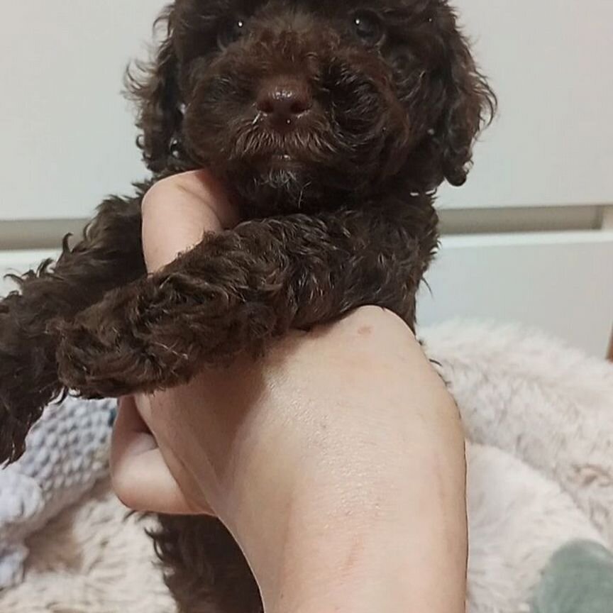 Той-пудель шоколад