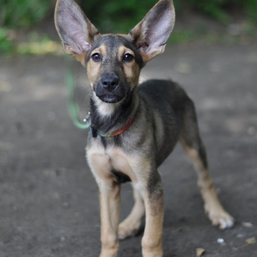 Щенок с огромными ушами ищет дом