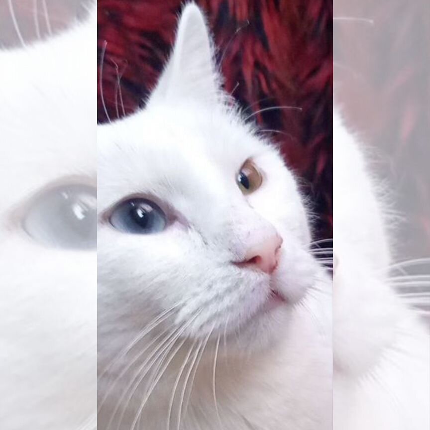 Взрослый кот в добрые руки