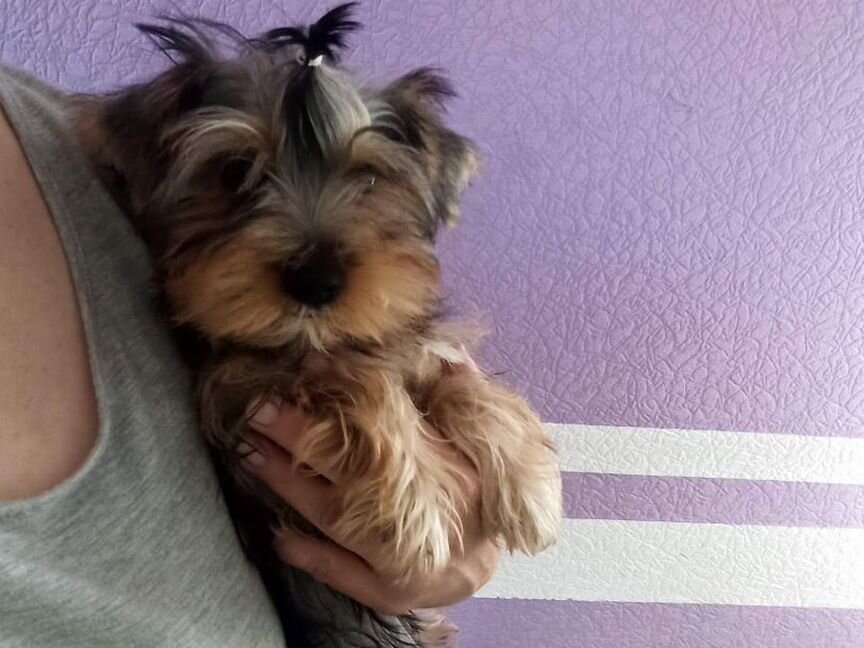 Йоркширский терьер щенки