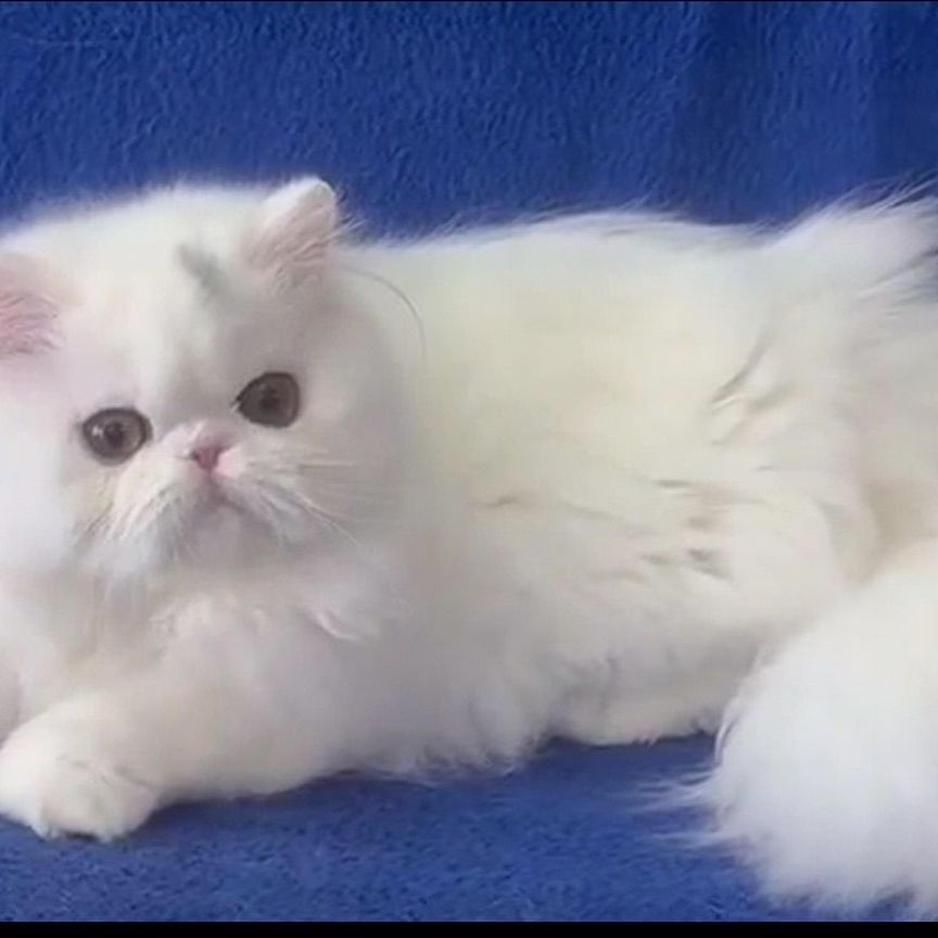 Персидская кошка