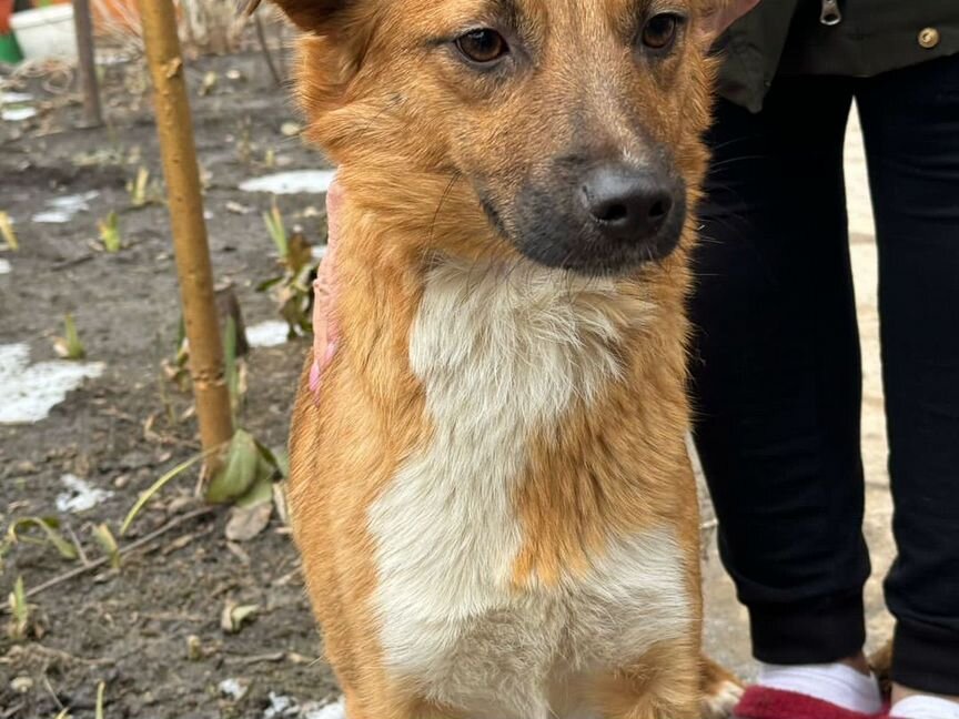 Собака в добрые руки