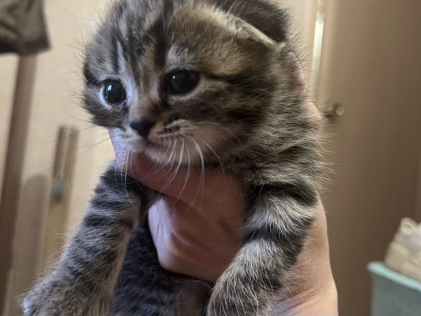 Вислоухие котята