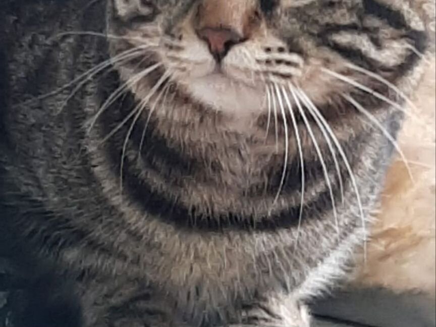 Котики бесплатно в добрые руки