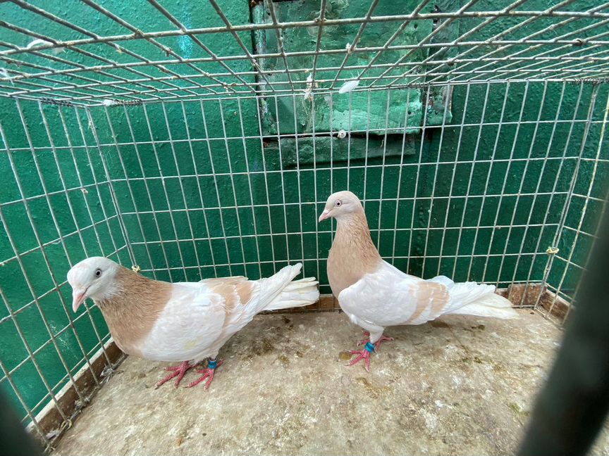 Голуби бакинцы