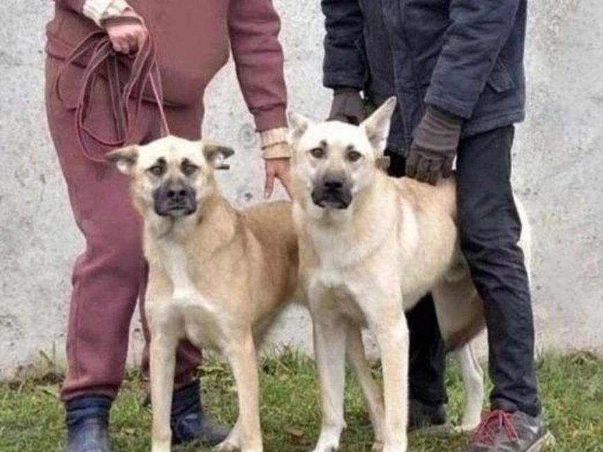 Зима и Дунай