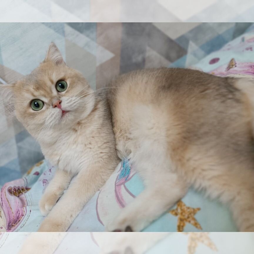 Вязка британский кот золотая шиншилла