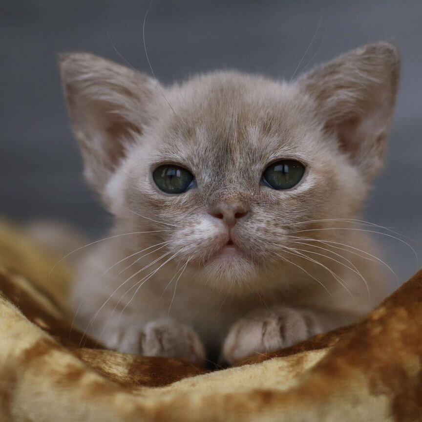 Бурманский кремовый котенок