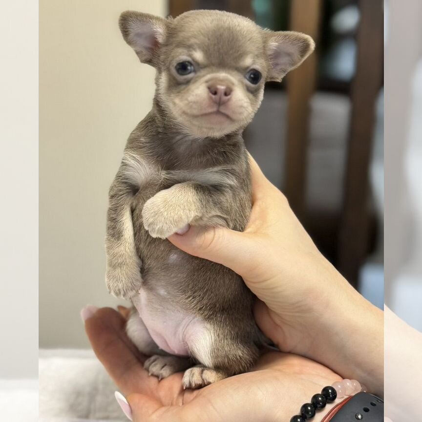 Чихуахуа Лилит