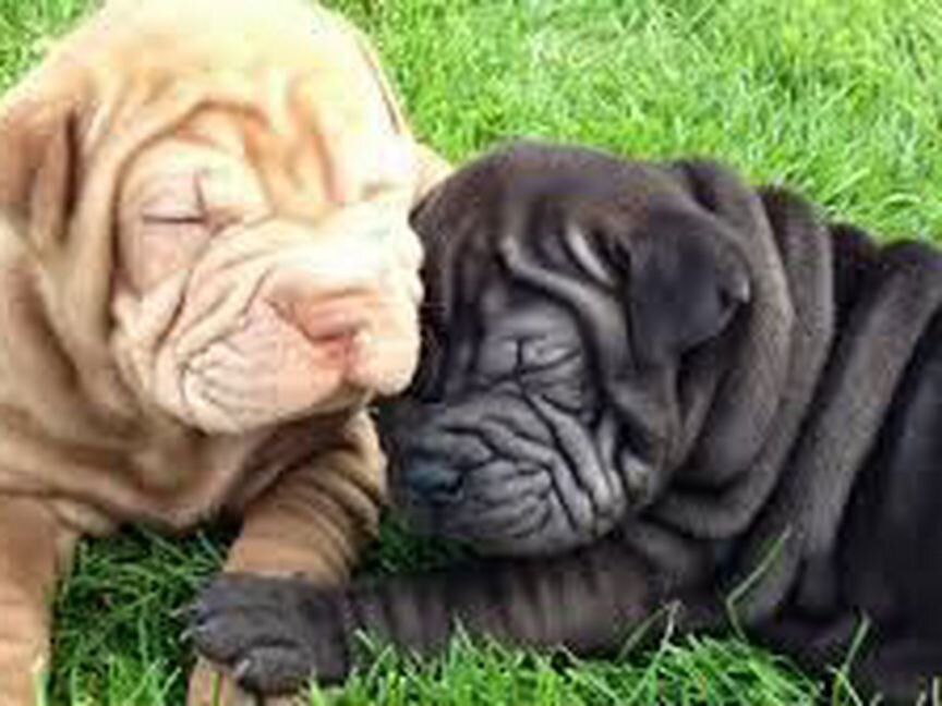 Найден шенок шарпея