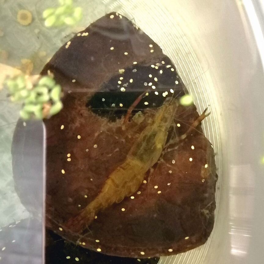 Креветки макробрахиум