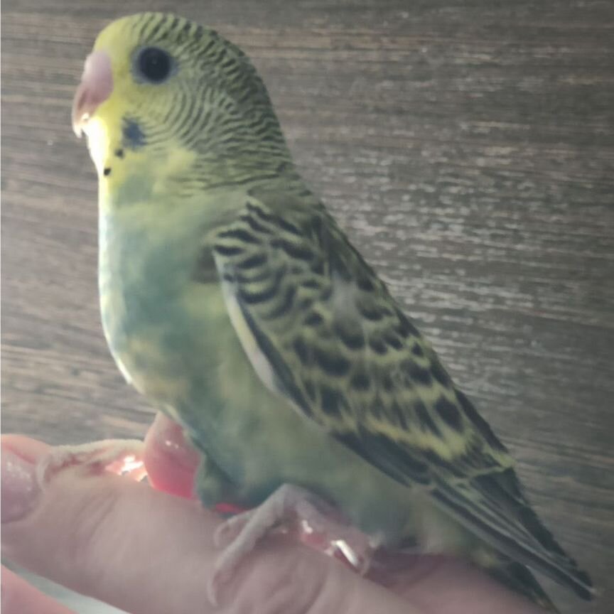 Волнистый попугай мальчик