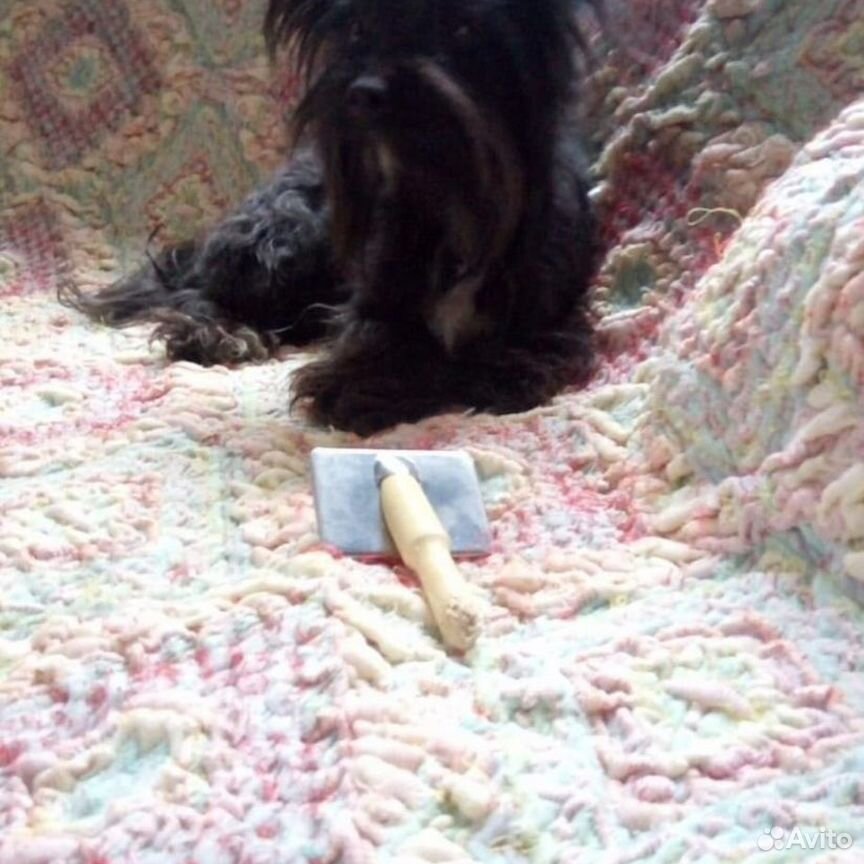 Черный йоркширский терьер