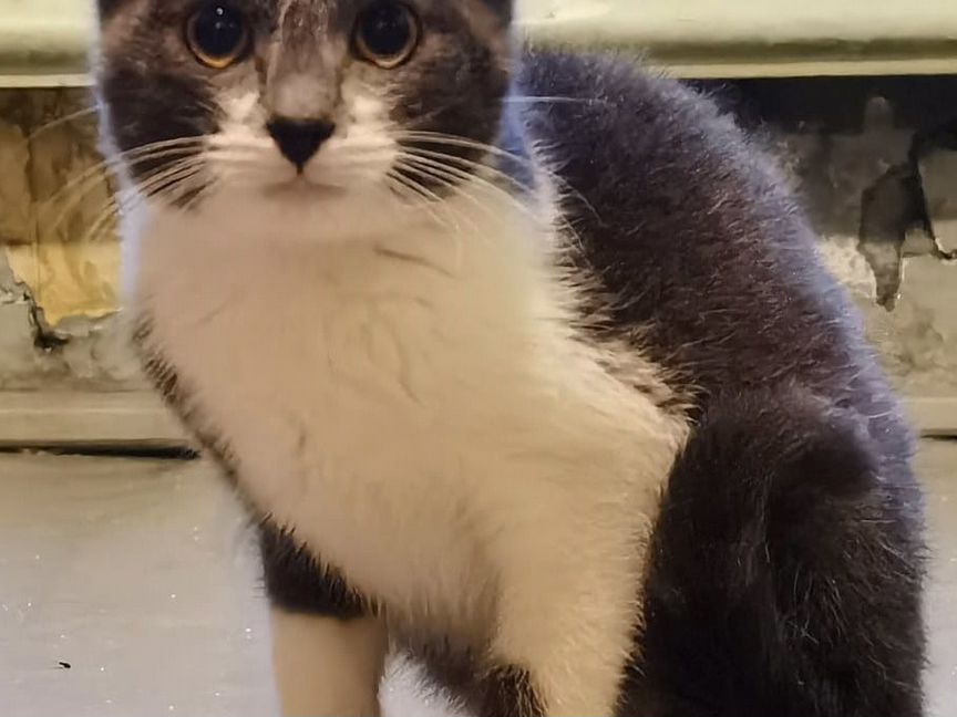 Котёнок Митя