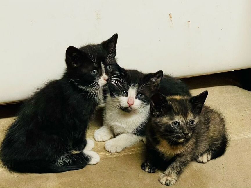 Котята и мама кошечка