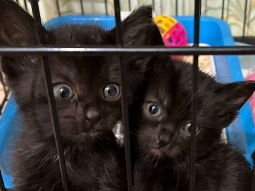 Чёрные котята малыши ждут вас