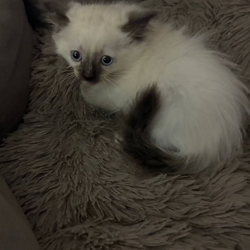 Котёнок в добрые руки