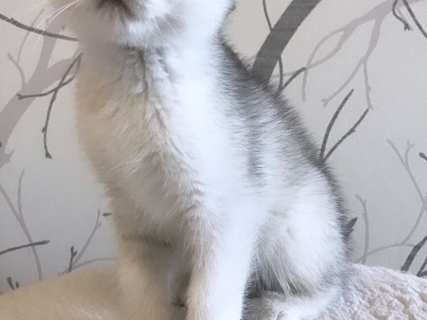 Серебристая шиншилла котенок мальчик