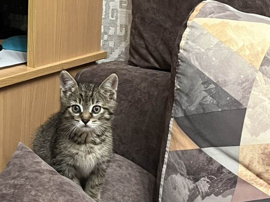 Котенок