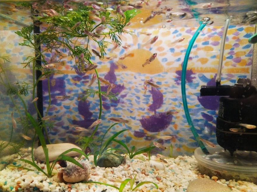 Гуппи молодняк в подарок