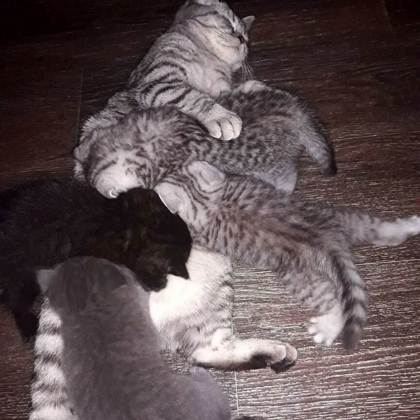 Шотландские котята