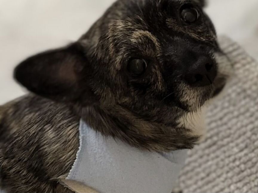 Маленькая собачка в добрые руки