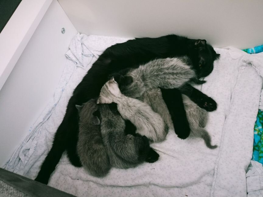 Продам британских вислоухих котят