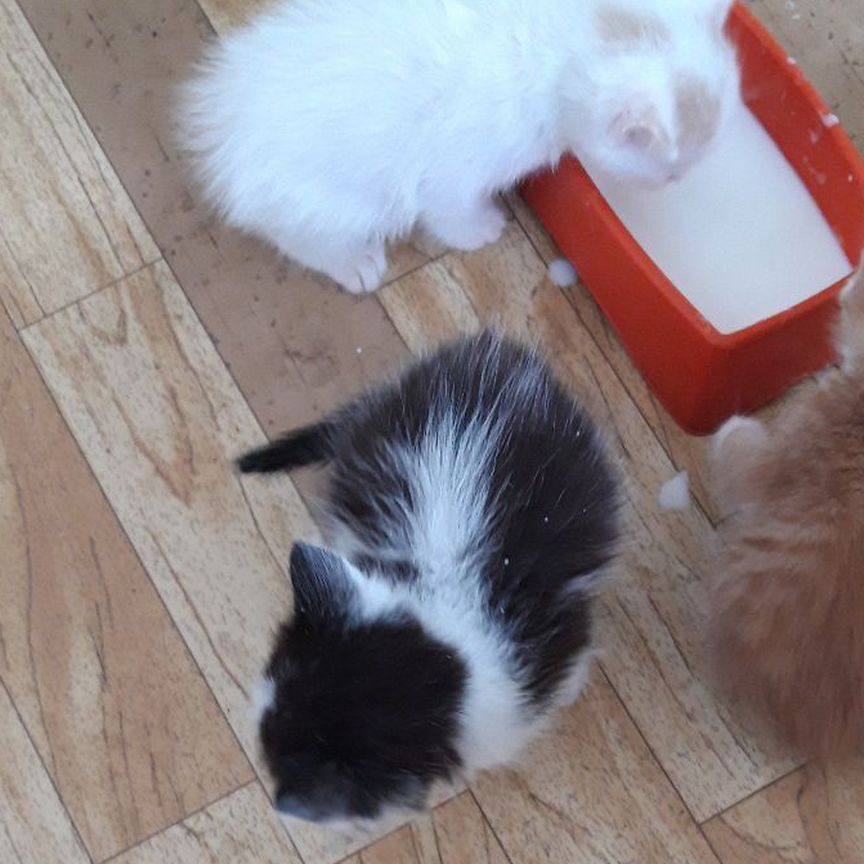 Месячные котята