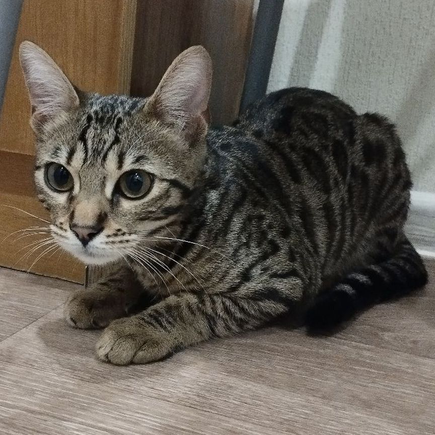 Отдам бенгальскую кошку бесплатно