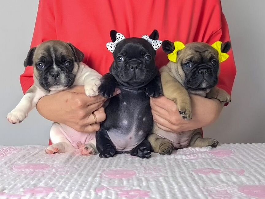 Французский бульдог