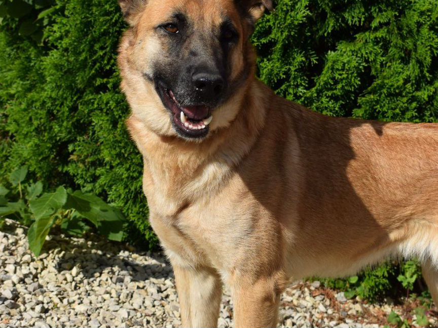Метис бельгийской овчарки Рейна 1,5 года