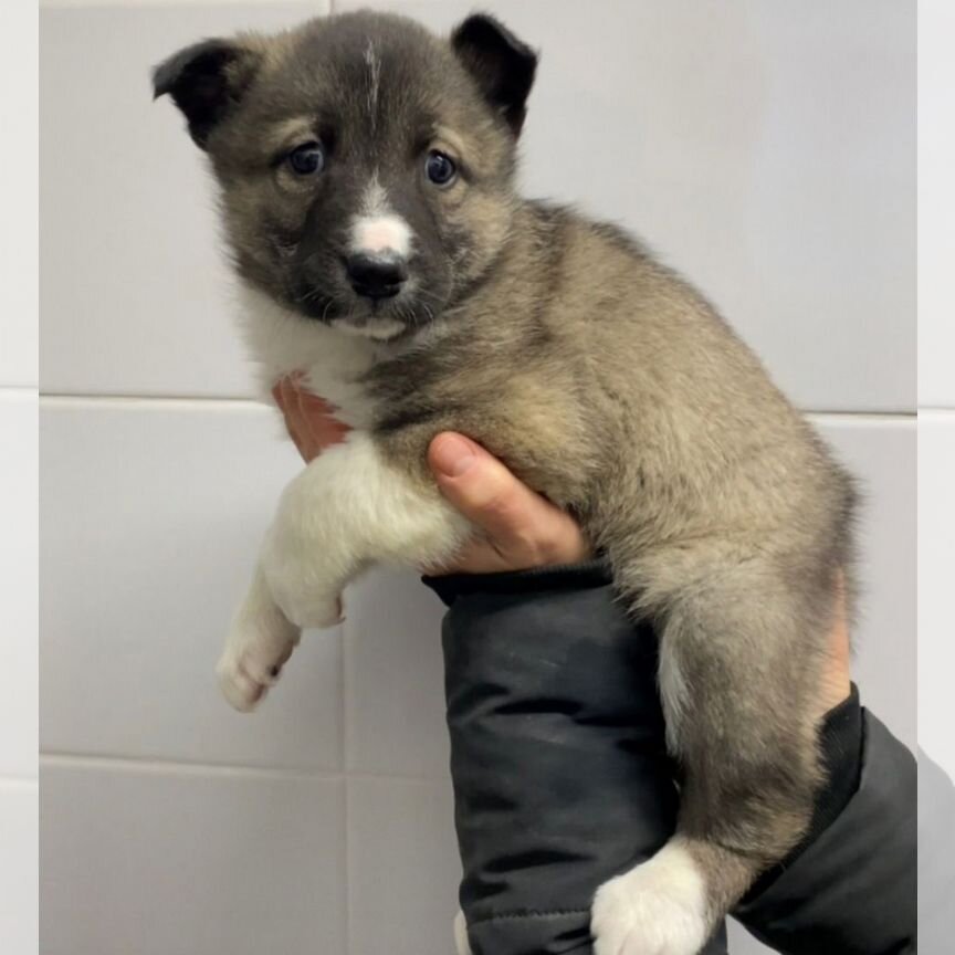 Щенок в добрые руки