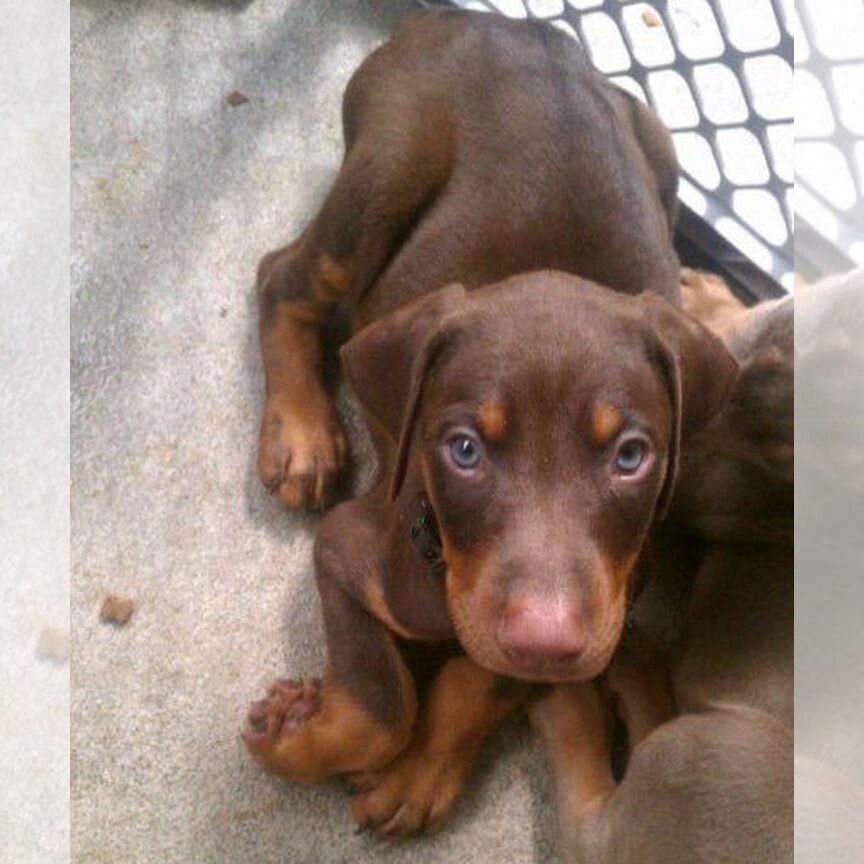 Доберман, щенок