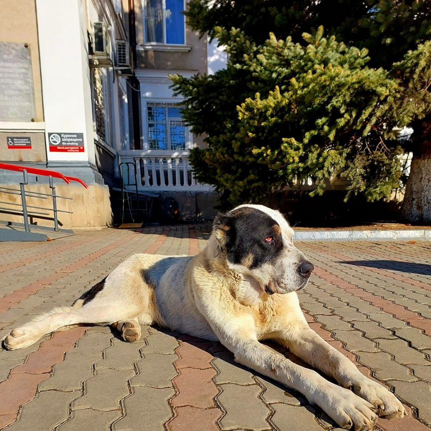 Султану нужен дом