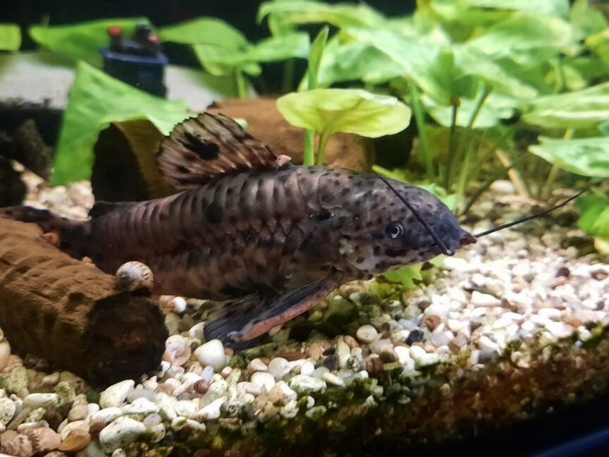 Растения и рыбы для аквариума