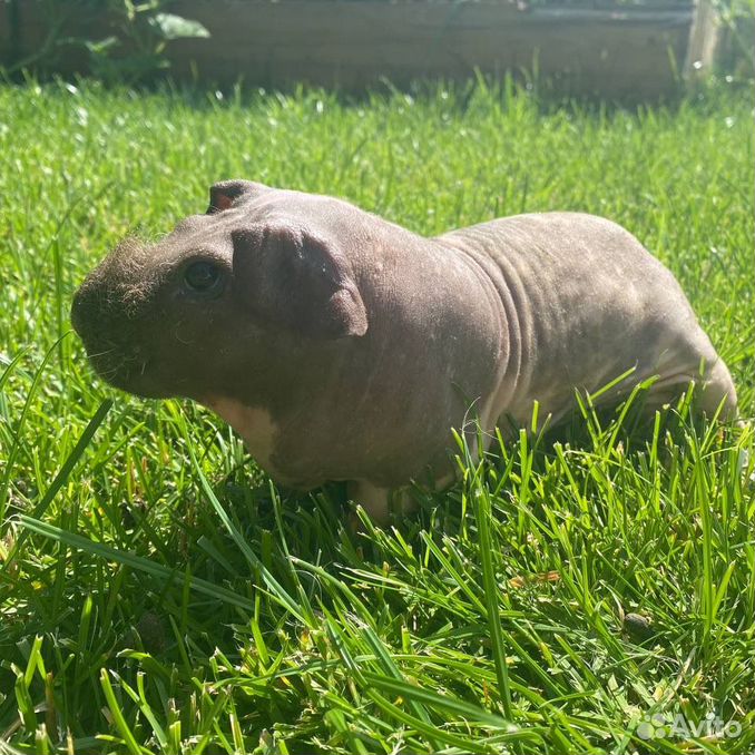 Морская свинка скинни