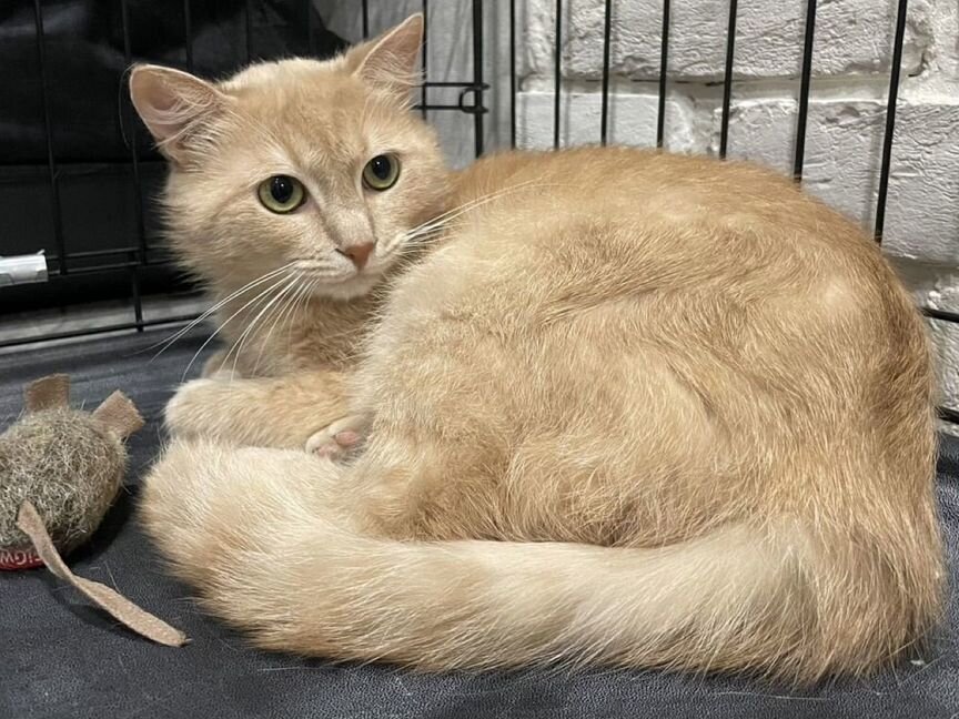 Рыжий кремовый котик, 1,5 года