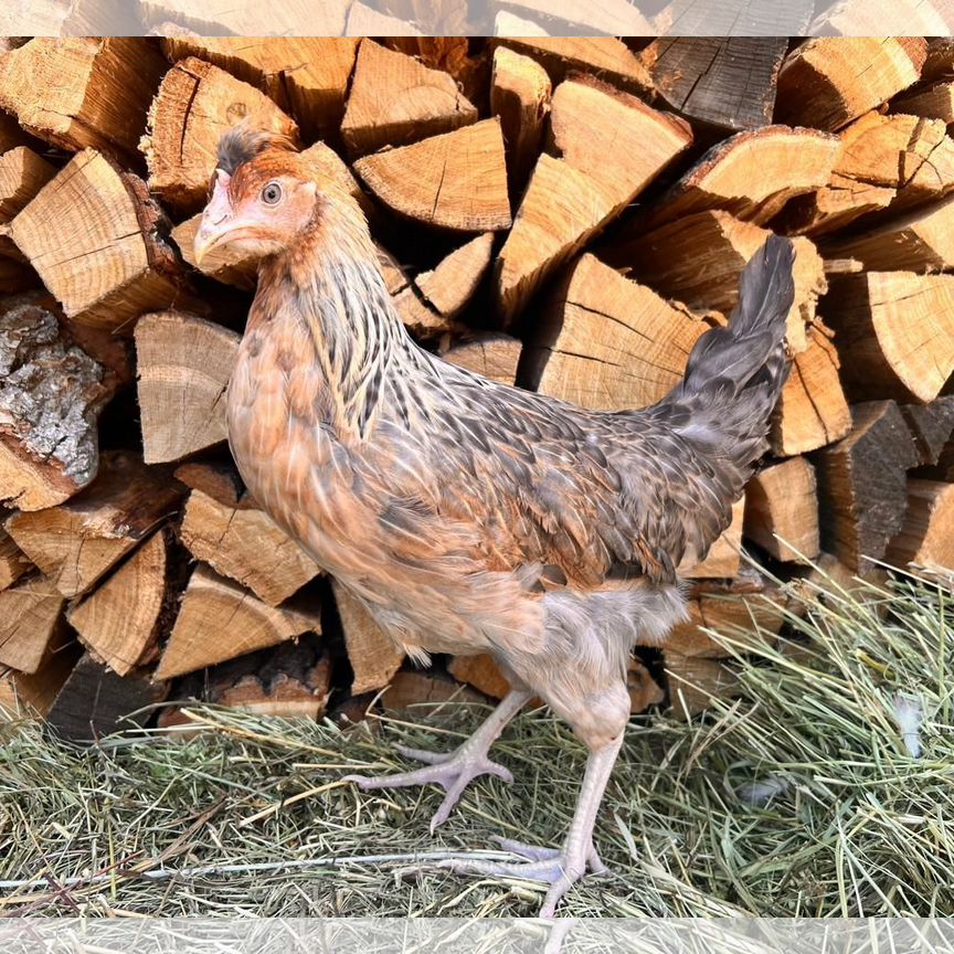 Куры несушки