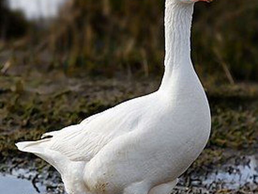 Продам гусей